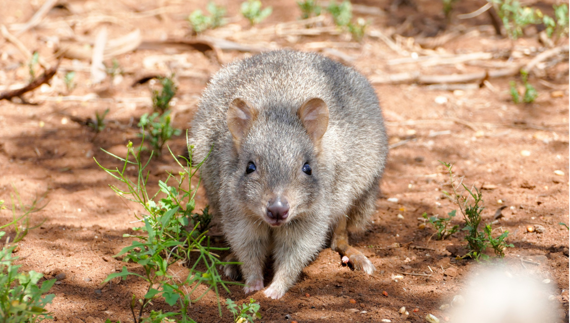 Discovering the Brush-tailed Bettongs | WE ARE.SA
