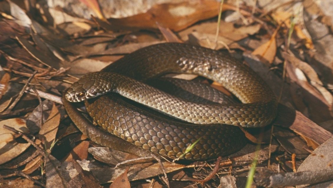 Tips to stay safe this snake season | WE ARE.SA