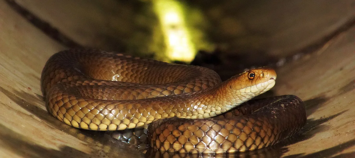 A guide to South Australia's common snakes | WE ARE.SA