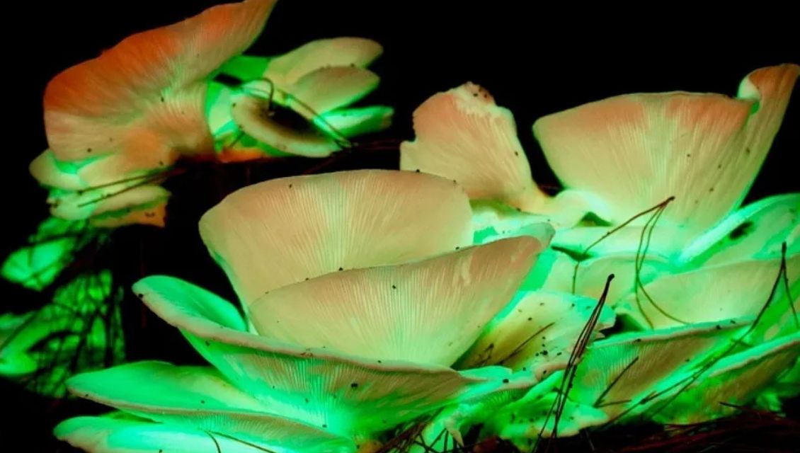 Ghost stories: The amazing mushroom that glows in the dark | WE ARE.SA