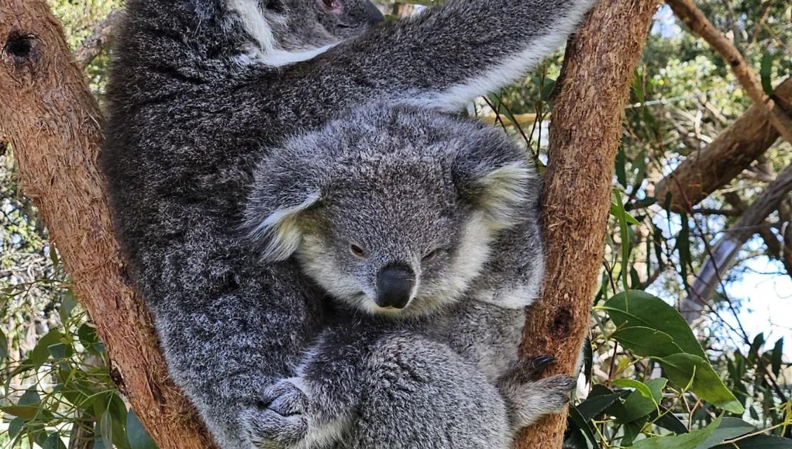 Koalas breed new hope for survival of the species | WE ARE.SA