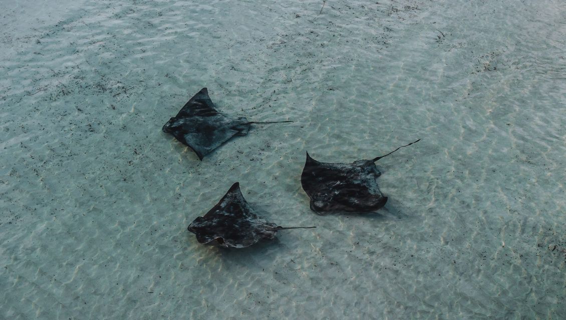 Ray bans: New protection for state's aquatic species | WE ARE.SA