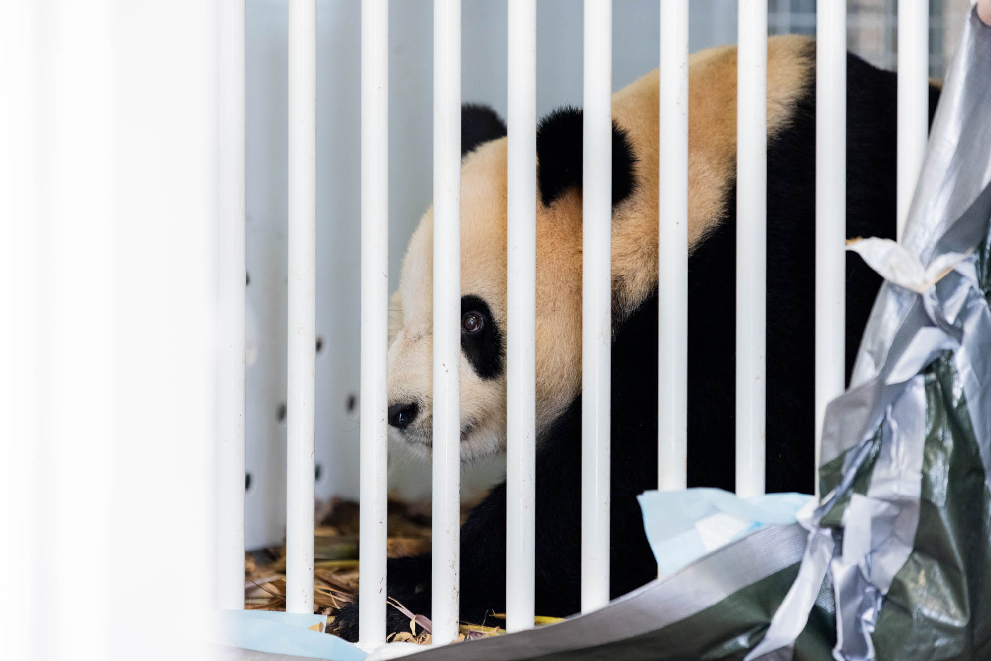 Touchdown for Adelaide Zoo's new pandas | WE ARE.SA